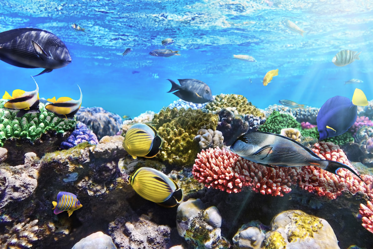 Rotes Meer, Great Barrier Reef oder Galapagos: Das sind die besten ...